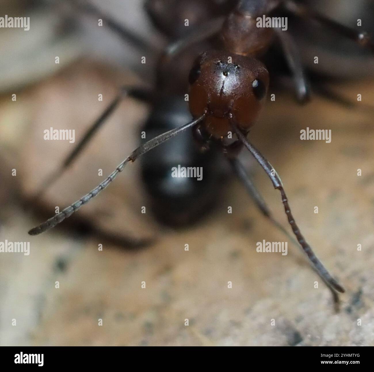 Wood, Mound, and Field Ants (Formica Stock Photo - Alamy