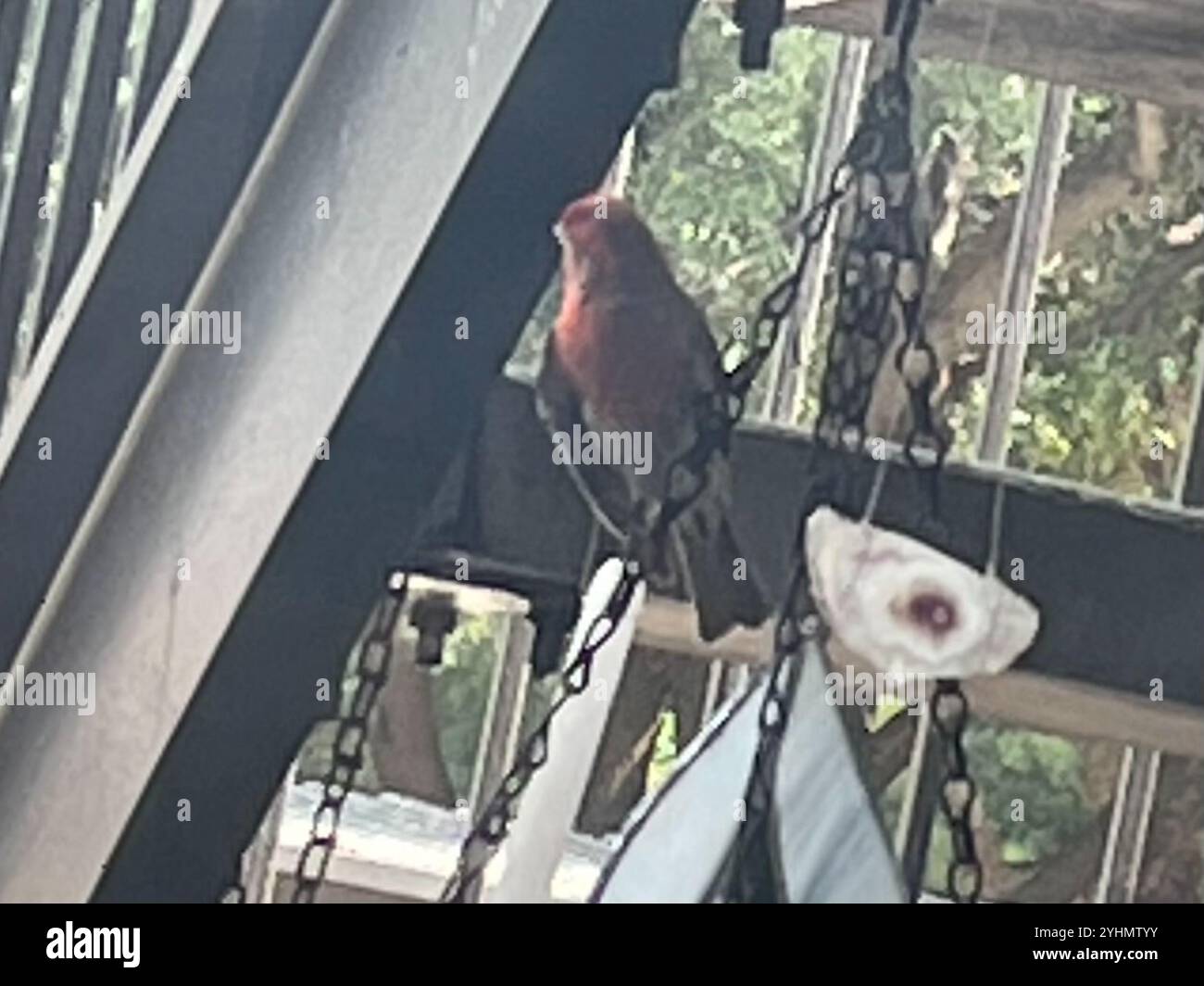 House Finch (Haemorhous mexicanus Stock Photo - Alamy