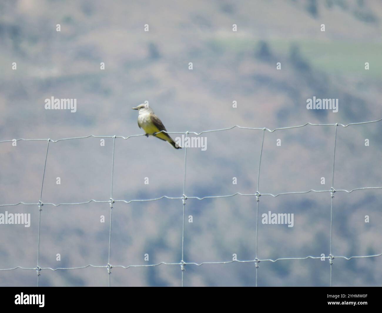 Western Kingbird (Tyrannus verticalis Stock Photo - Alamy