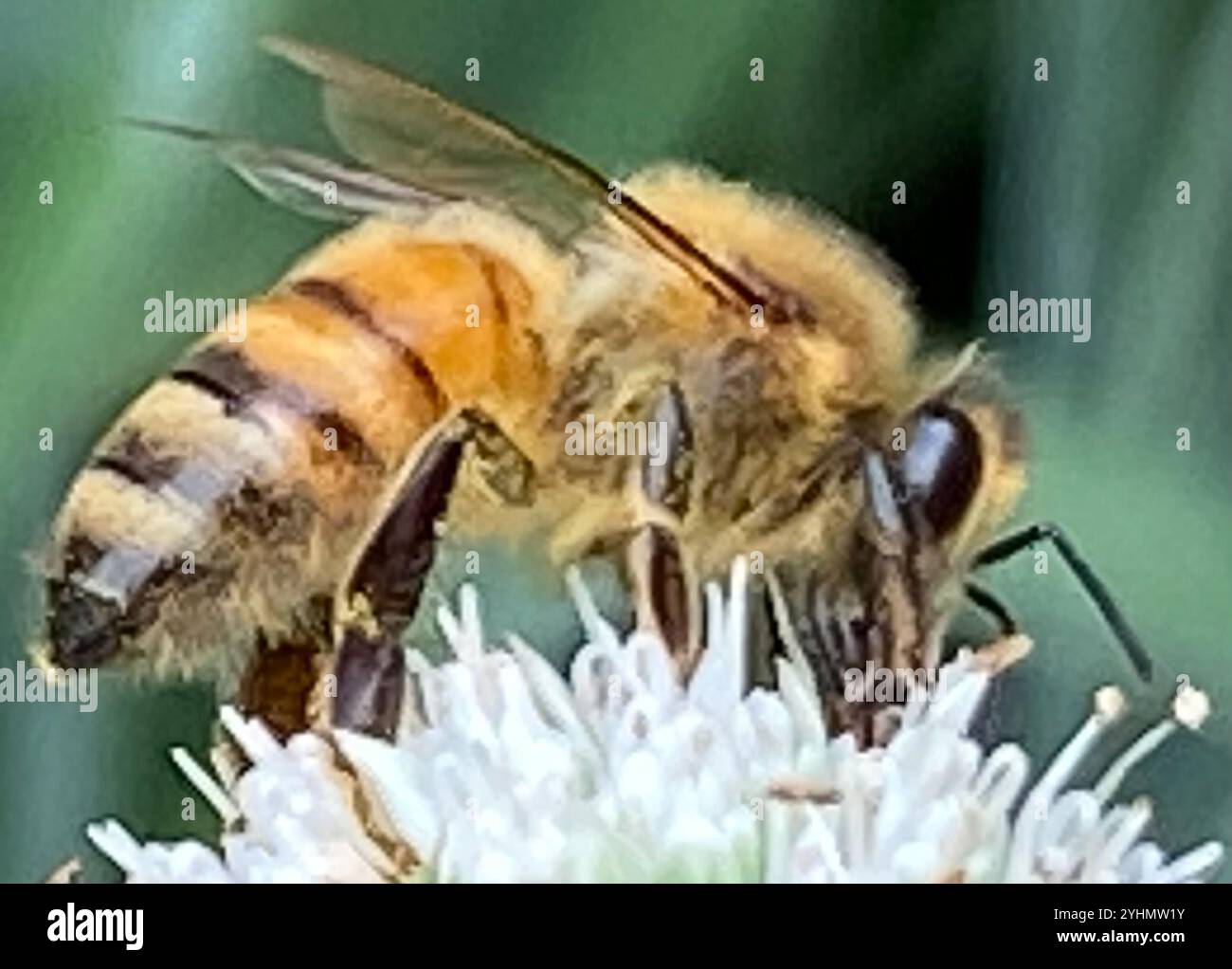 Western Honey Bee (Apis mellifera Stock Photo - Alamy