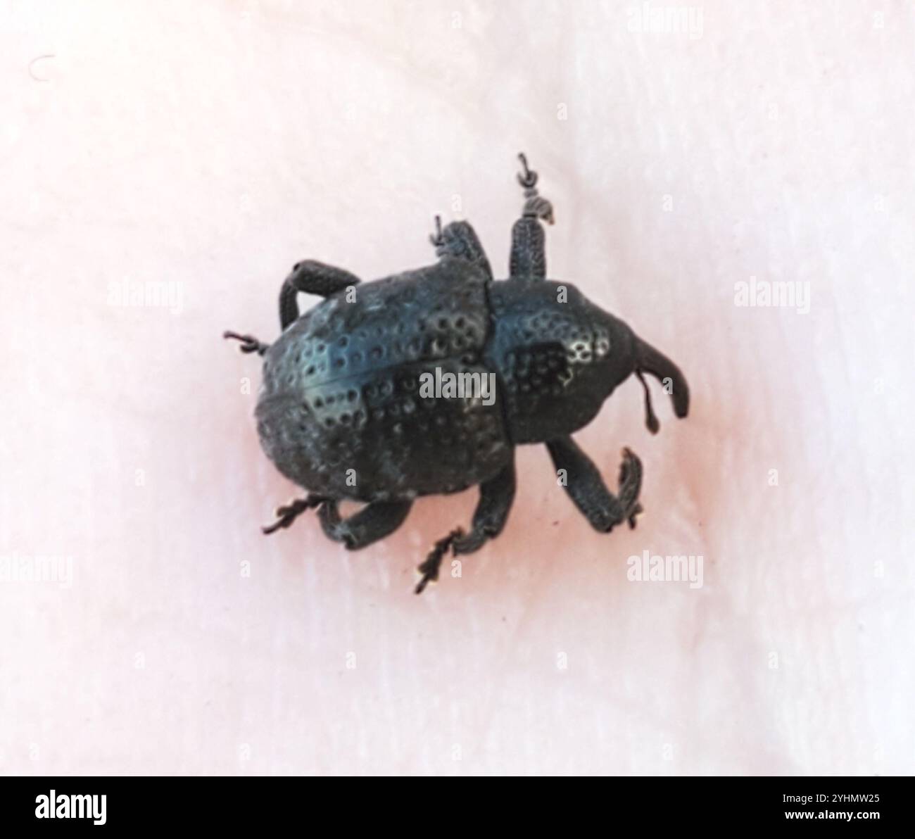 Cowpea Curculio (Chalcodermus aeneus Stock Photo - Alamy