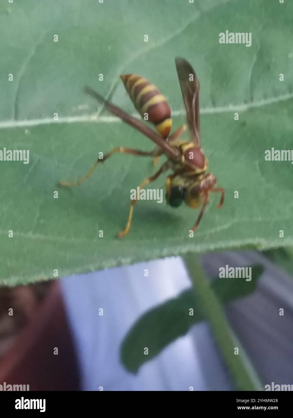 Guinea Paper Wasp (Polistes exclamans Stock Photo - Alamy