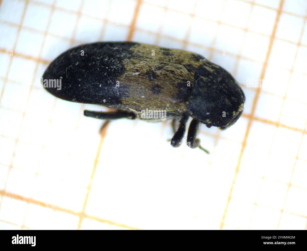 Larder Beetle (Dermestes lardarius Stock Photo - Alamy