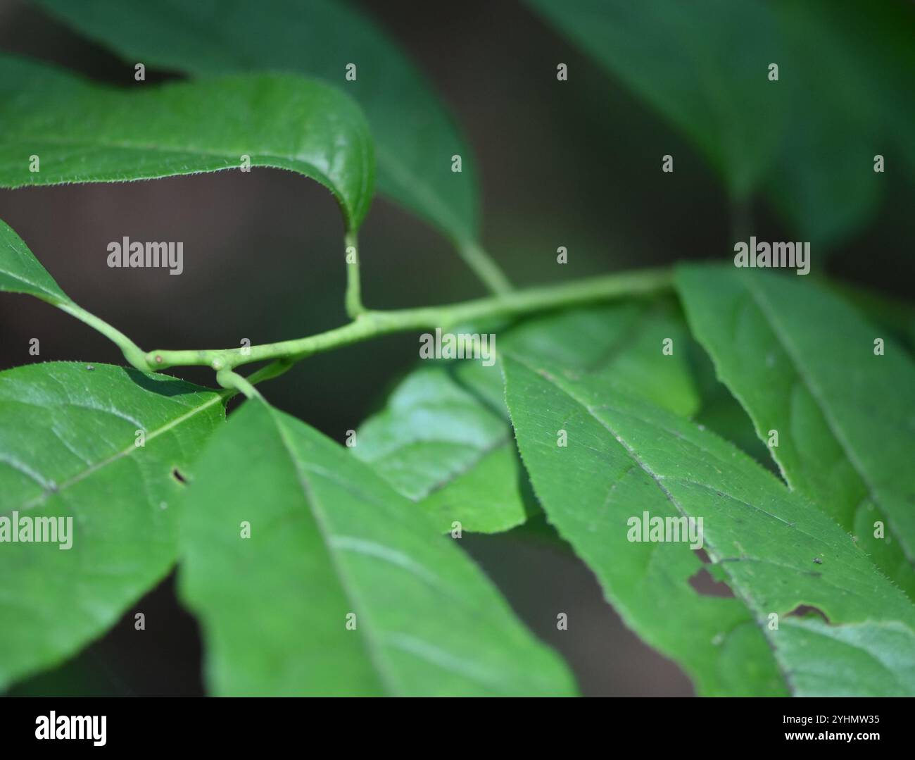 heath family (Ericaceae Stock Photo - Alamy