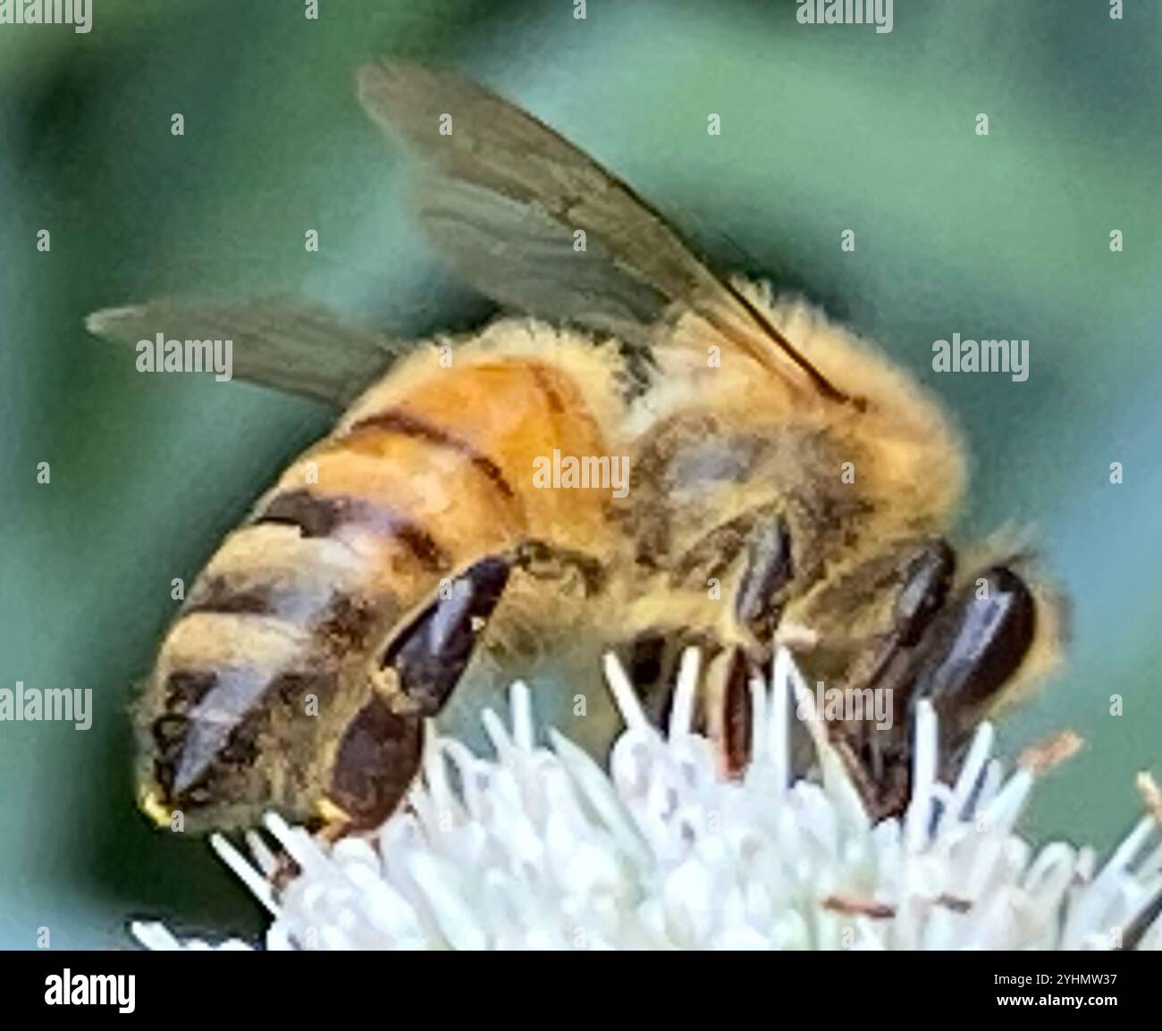 Western Honey Bee (Apis mellifera Stock Photo - Alamy