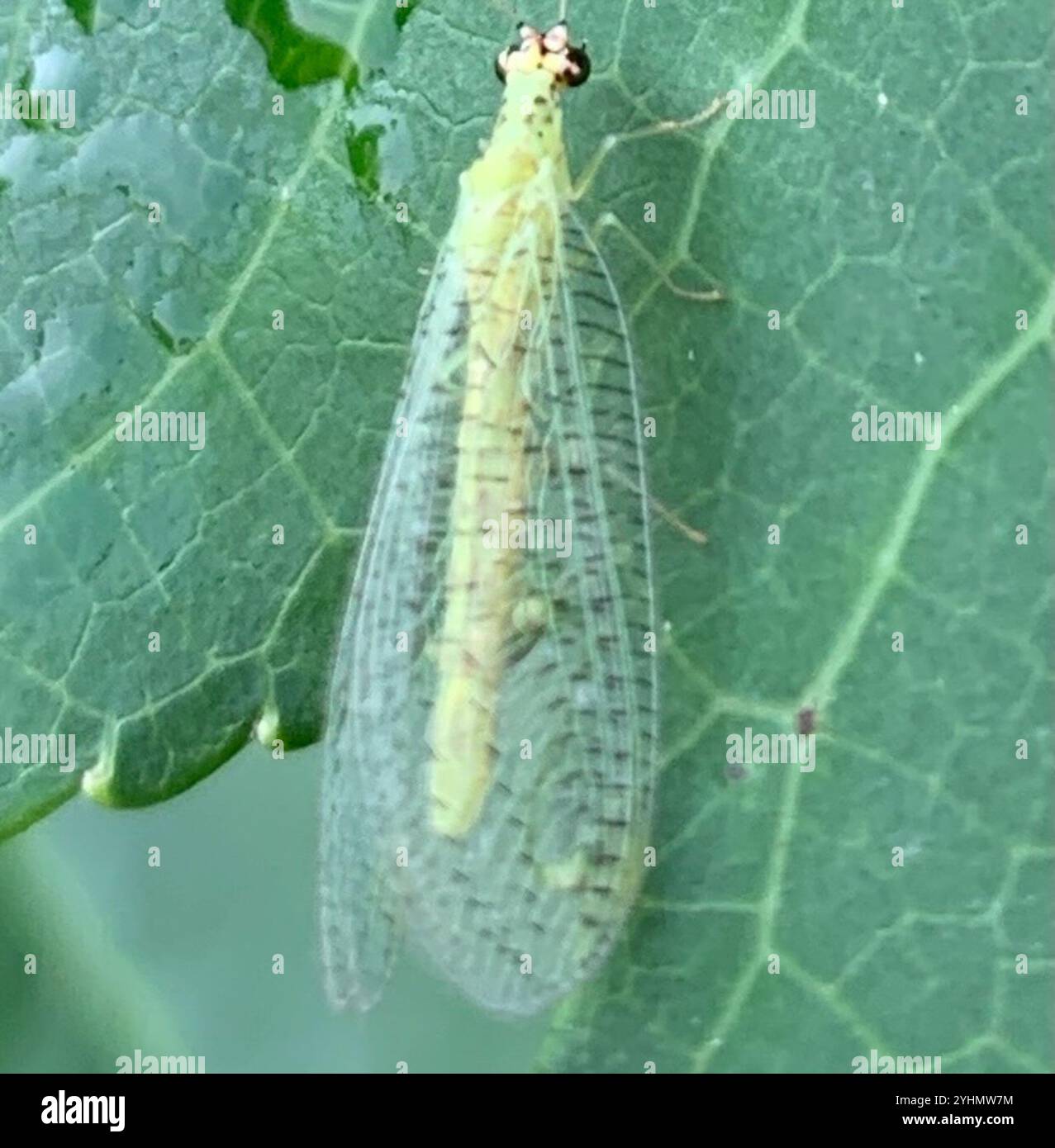 Golden-eyed lacewing (Chrysopa oculata Stock Photo - Alamy
