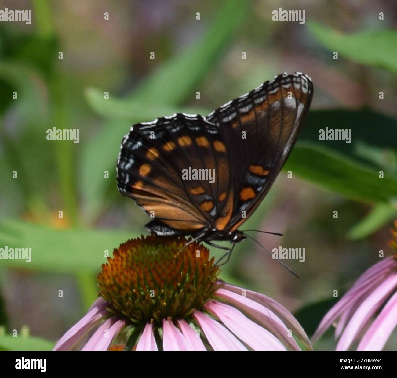 Red-spotted Admiral (Limenitis arthemis Stock Photo - Alamy