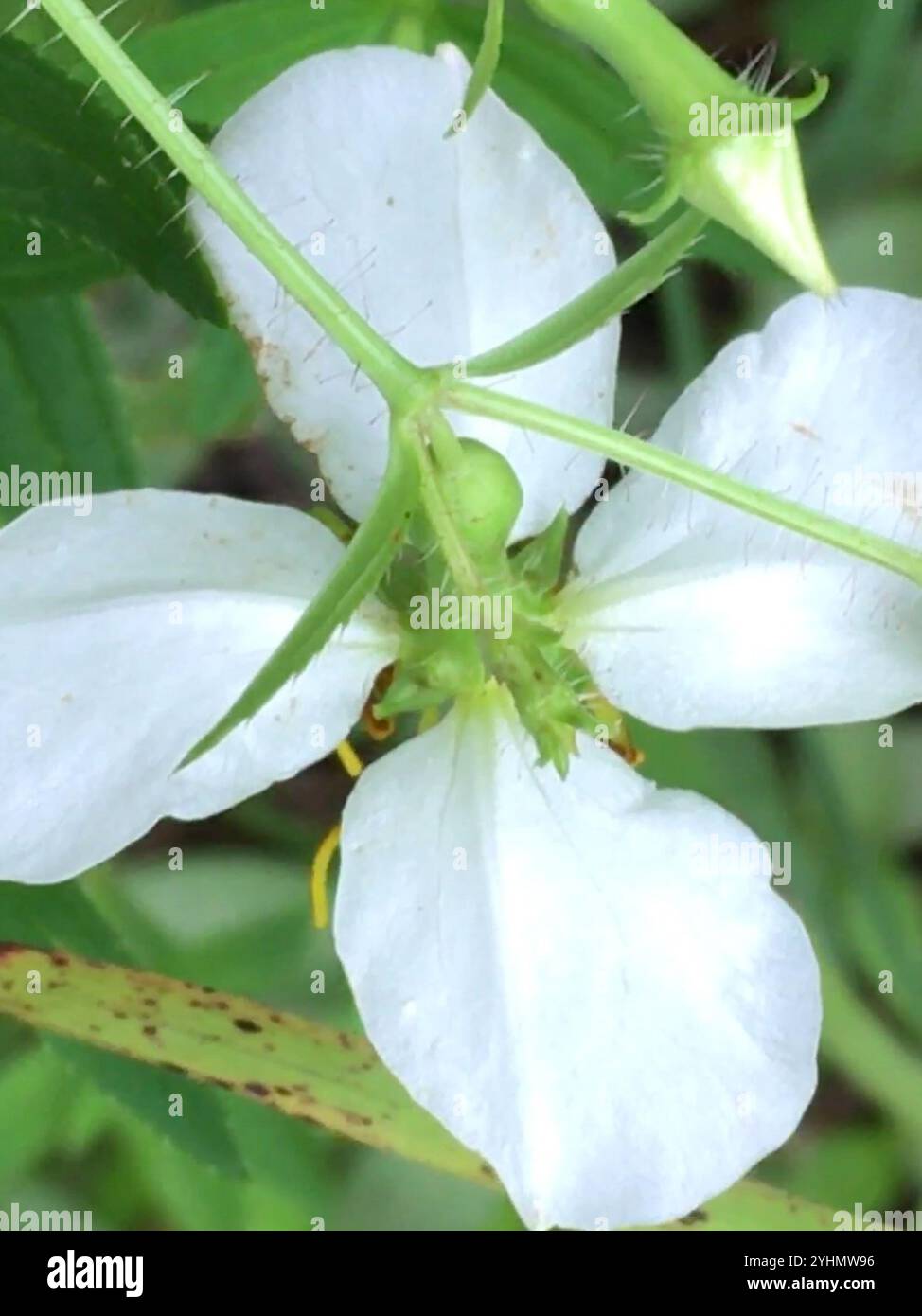 Maryland meadowbeauty (Rhexia mariana Stock Photo - Alamy