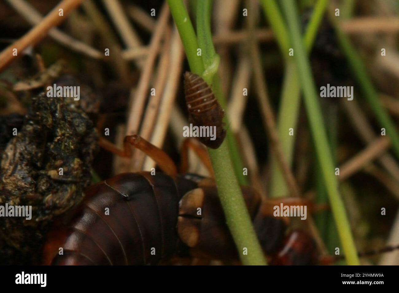 True Hoppers (Auchenorrhyncha Stock Photo - Alamy