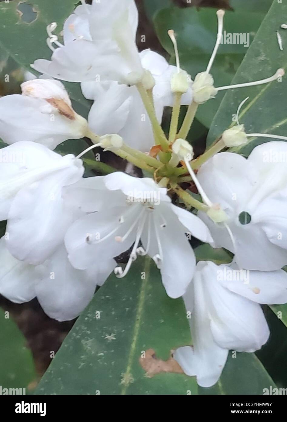 great rhododendron (Rhododendron maximum Stock Photo - Alamy