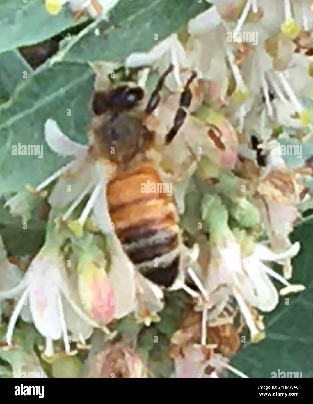 Western Honey Bee (Apis mellifera Stock Photo - Alamy