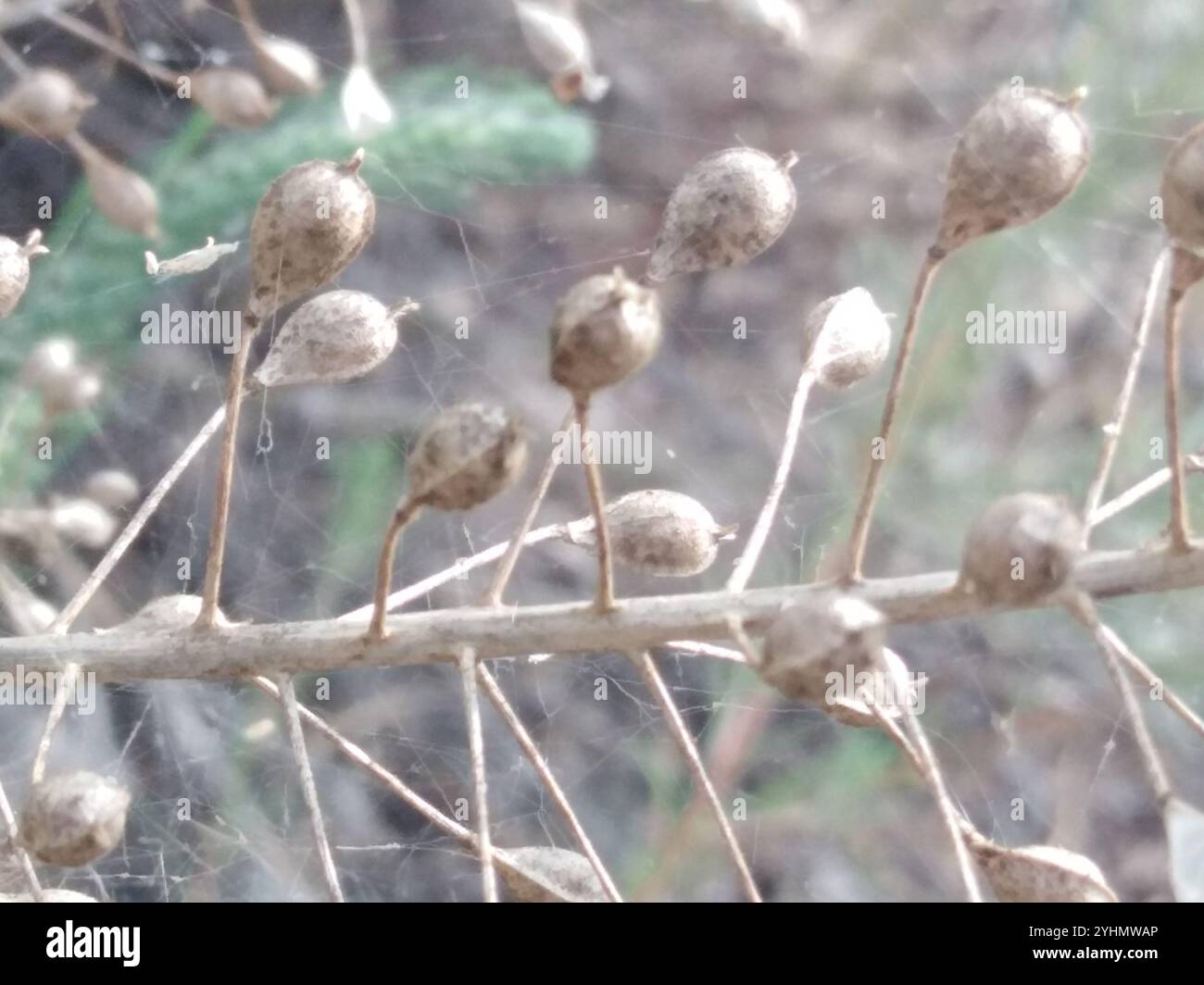 littlepod false flax (Camelina microcarpa Stock Photo - Alamy