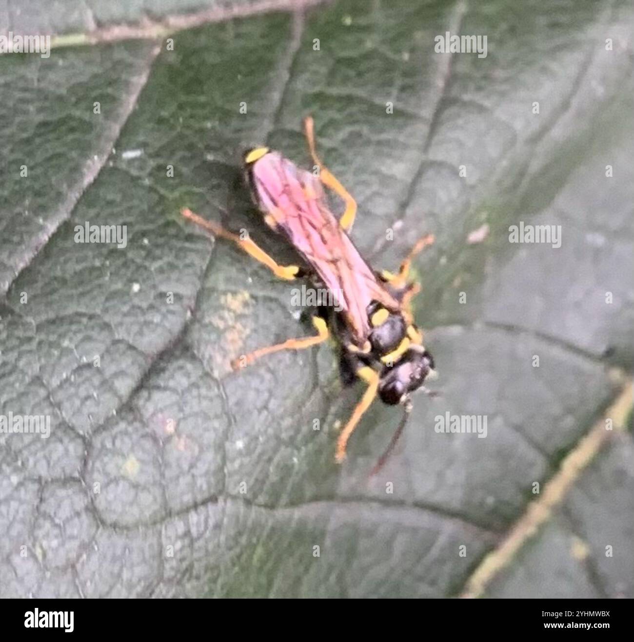Field digger wasp (Mellinus arvensis Stock Photo - Alamy