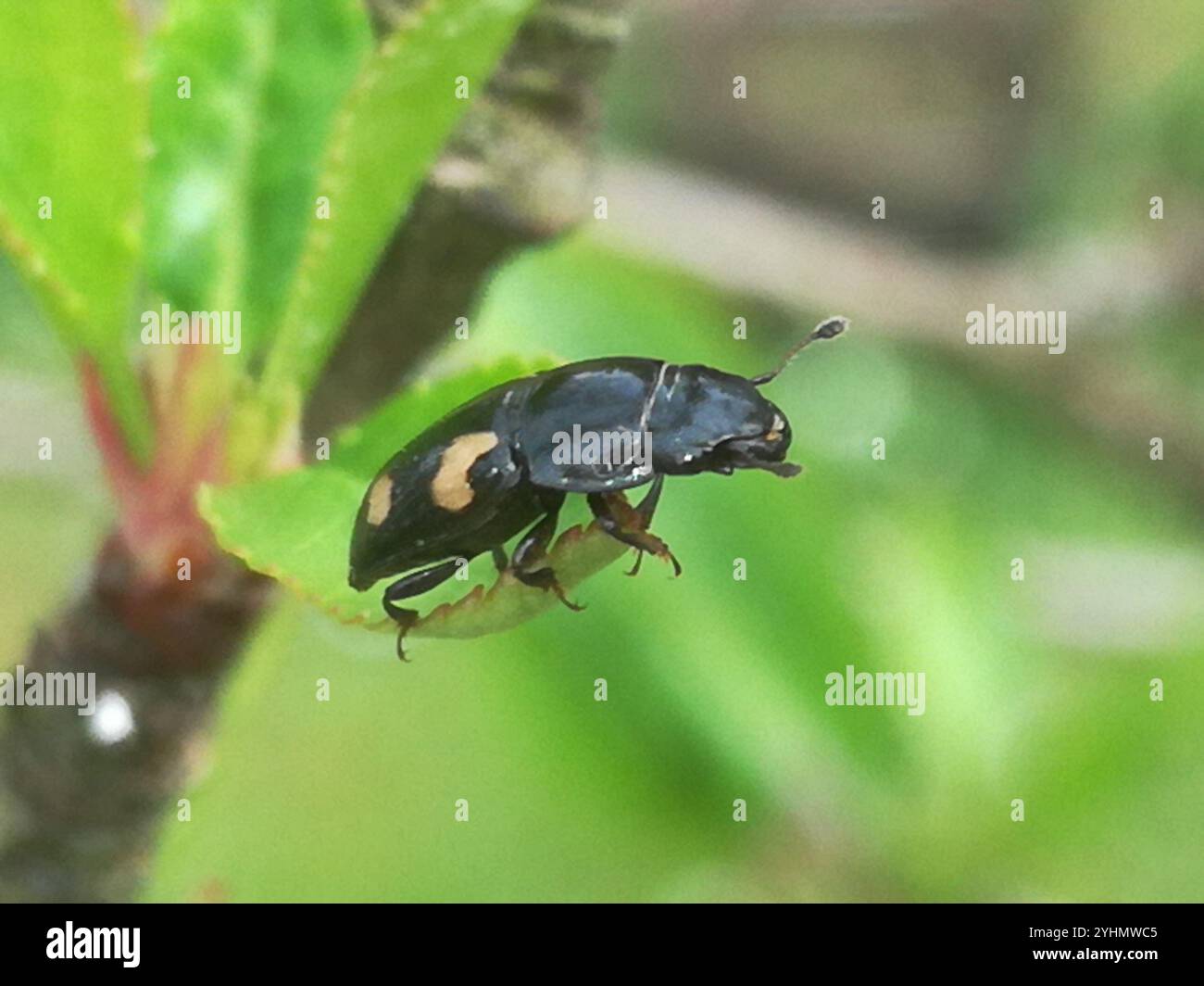 Four-spotted Sap Beetle (Glischrochilus quadrisignatus Stock Photo - Alamy