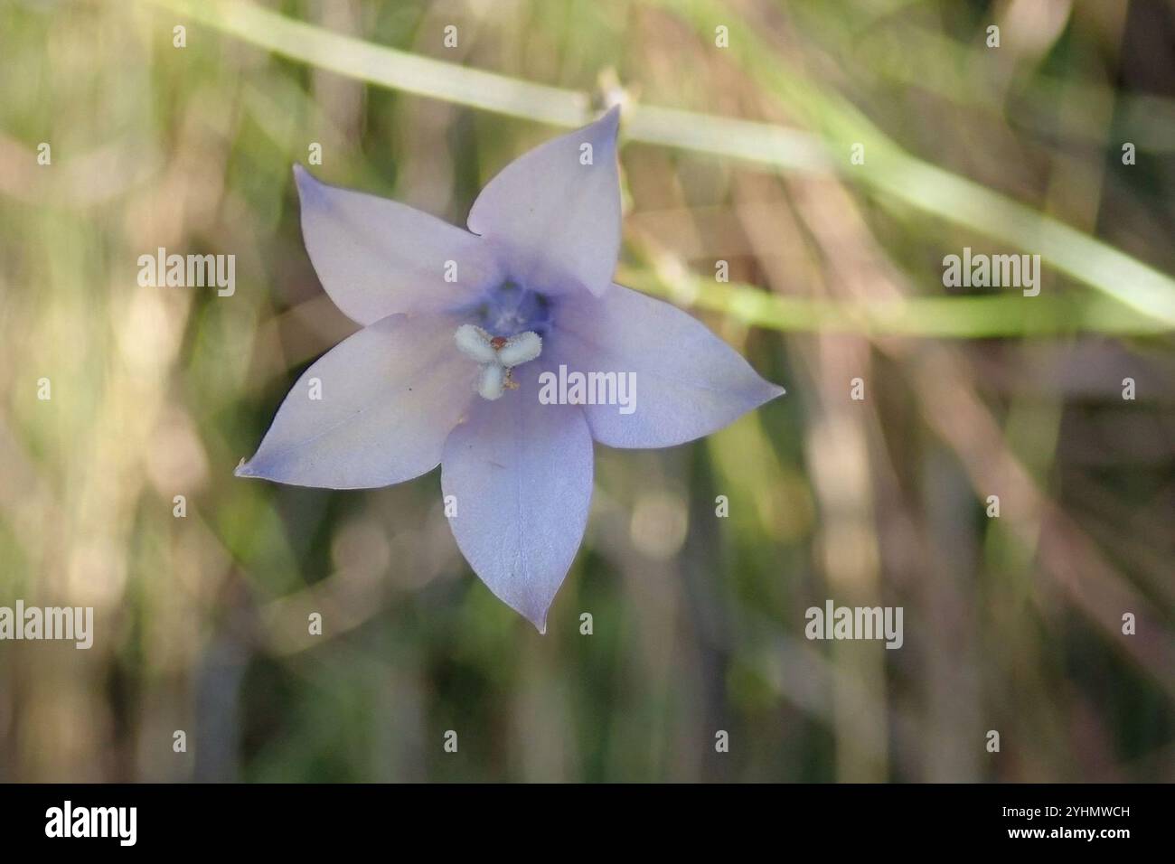 African Blue Bell (Wahlenbergia undulata Stock Photo - Alamy