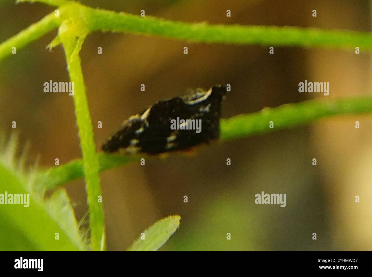 Keeled treehopper hi-res stock photography and images - Alamy