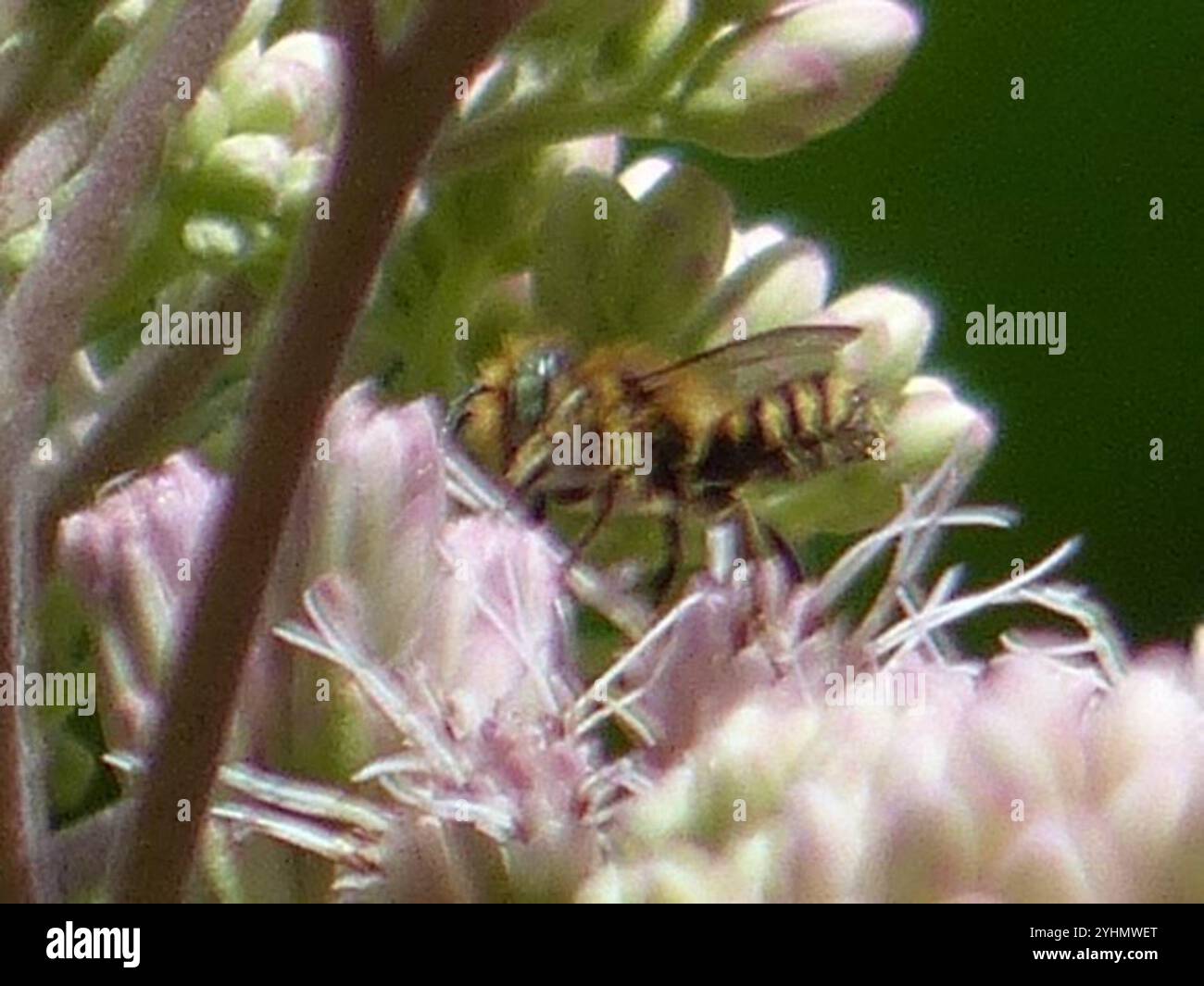Alfalfa leafcutter bee megachile rotundata hi-res stock photography and ...