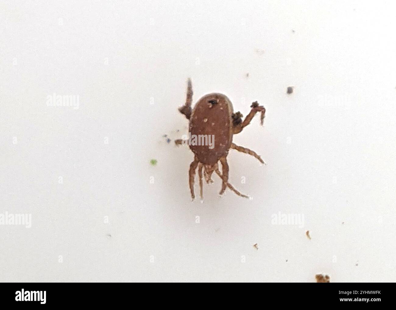 Mites and Ticks (Acari Stock Photo - Alamy