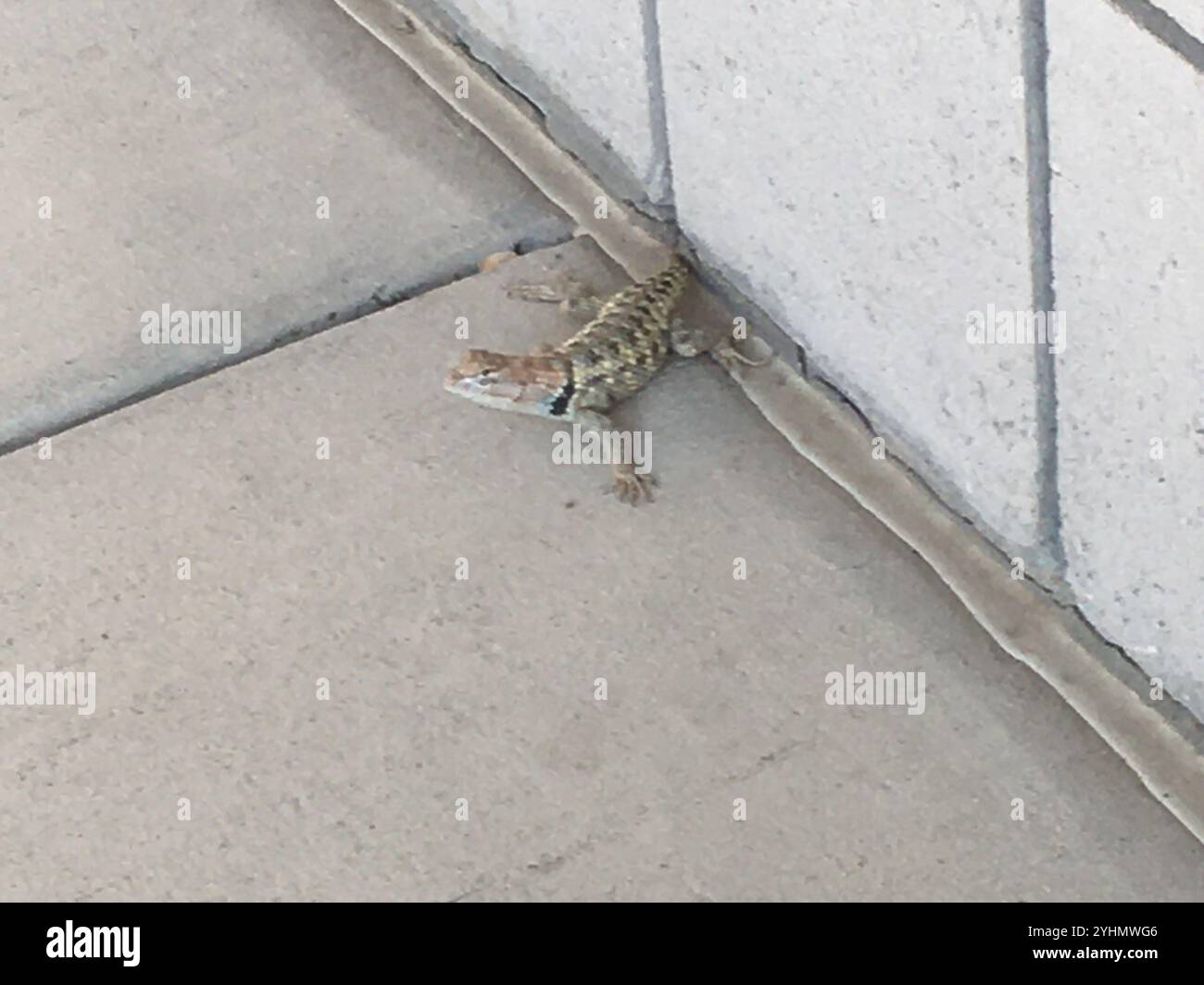 Yellow-backed Spiny Lizard (Sceloporus uniformis Stock Photo - Alamy
