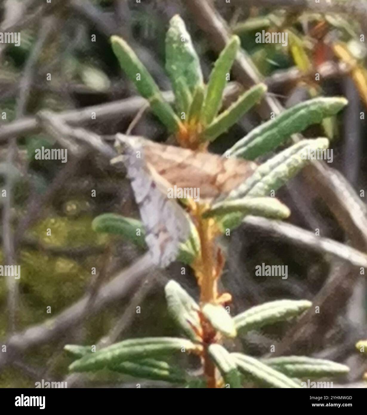 Treble bar moth hi-res stock photography and images - Alamy