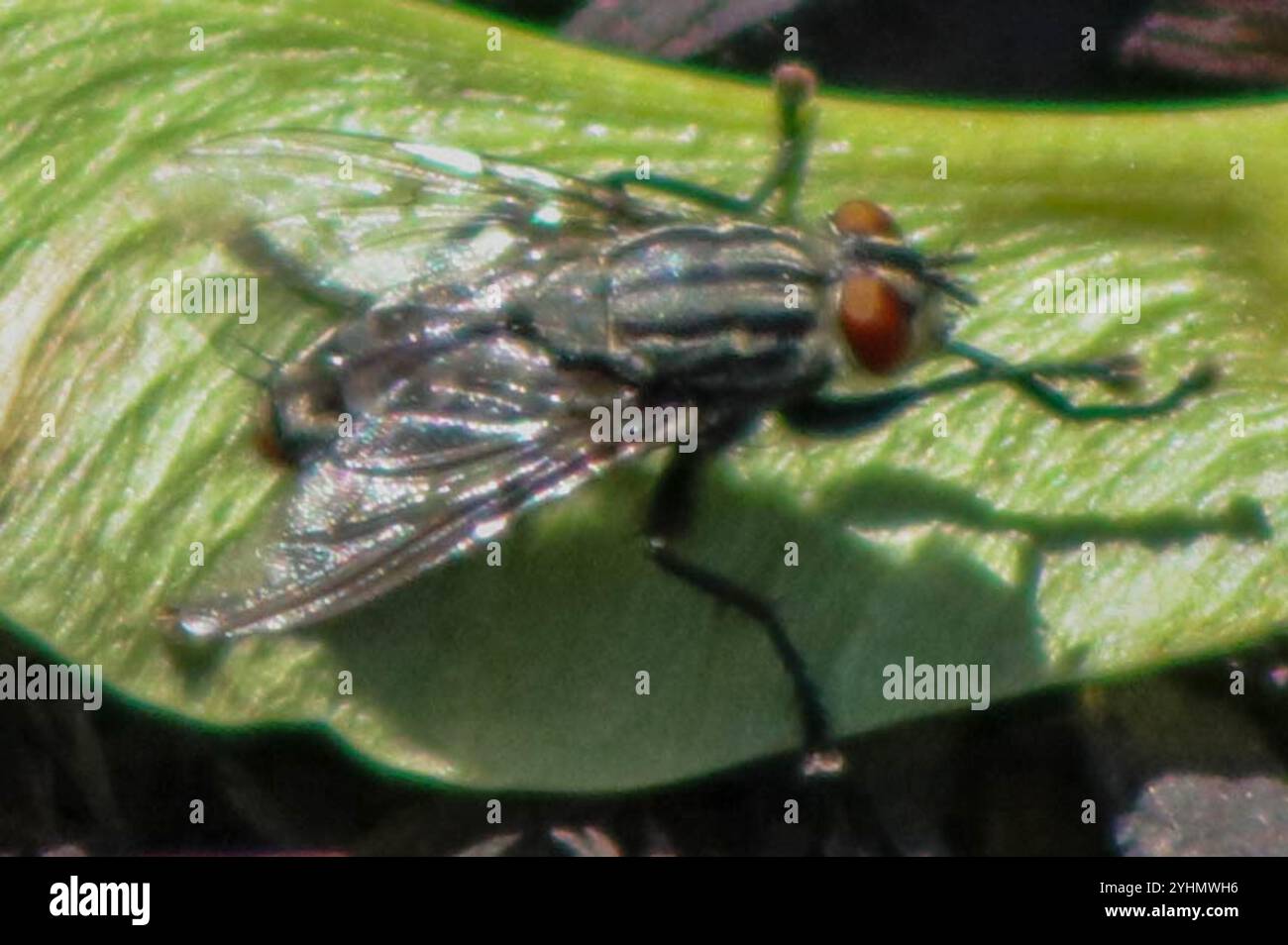 Common Flesh Flies (Sarcophaga Stock Photo - Alamy