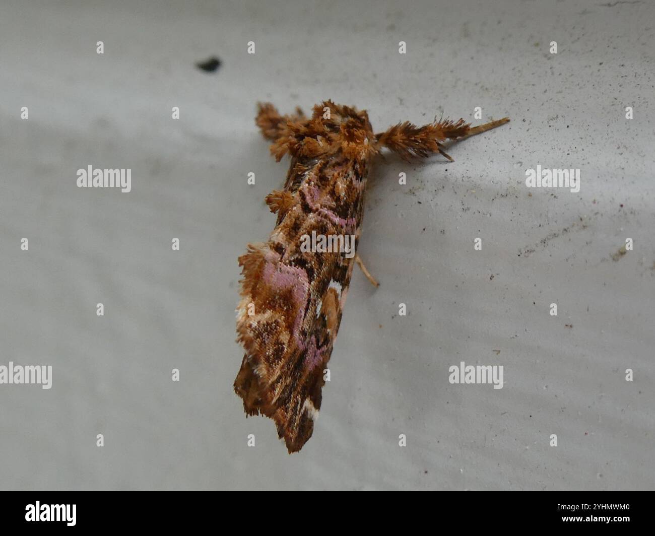 Pink-shaded Fern Moth (Callopistria mollissima Stock Photo - Alamy