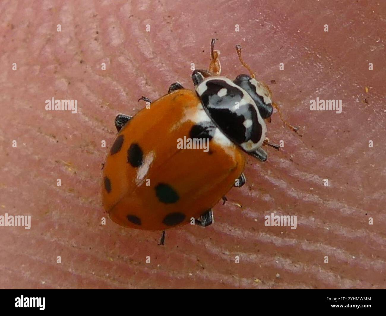 Variegated Lady Beetle (Hippodamia variegata Stock Photo - Alamy
