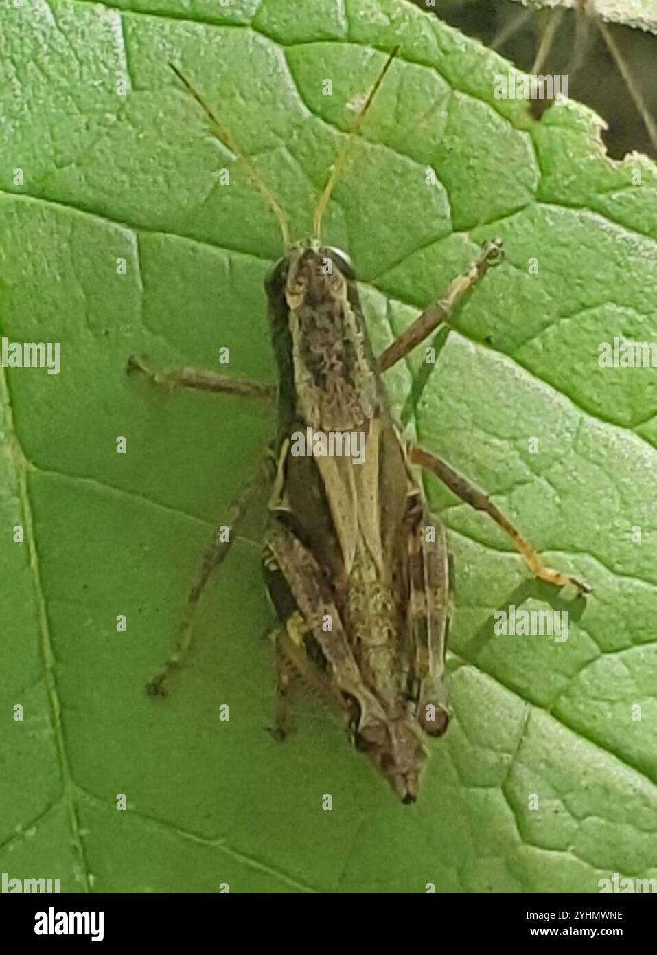 Spur-throated Grasshoppers (Melanoplinae Stock Photo - Alamy