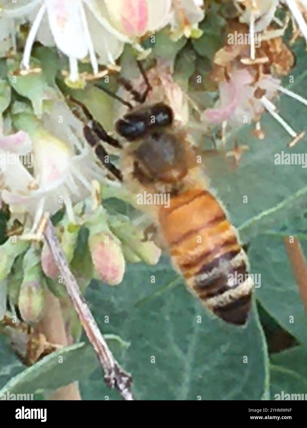 Western Honey Bee (Apis mellifera Stock Photo - Alamy