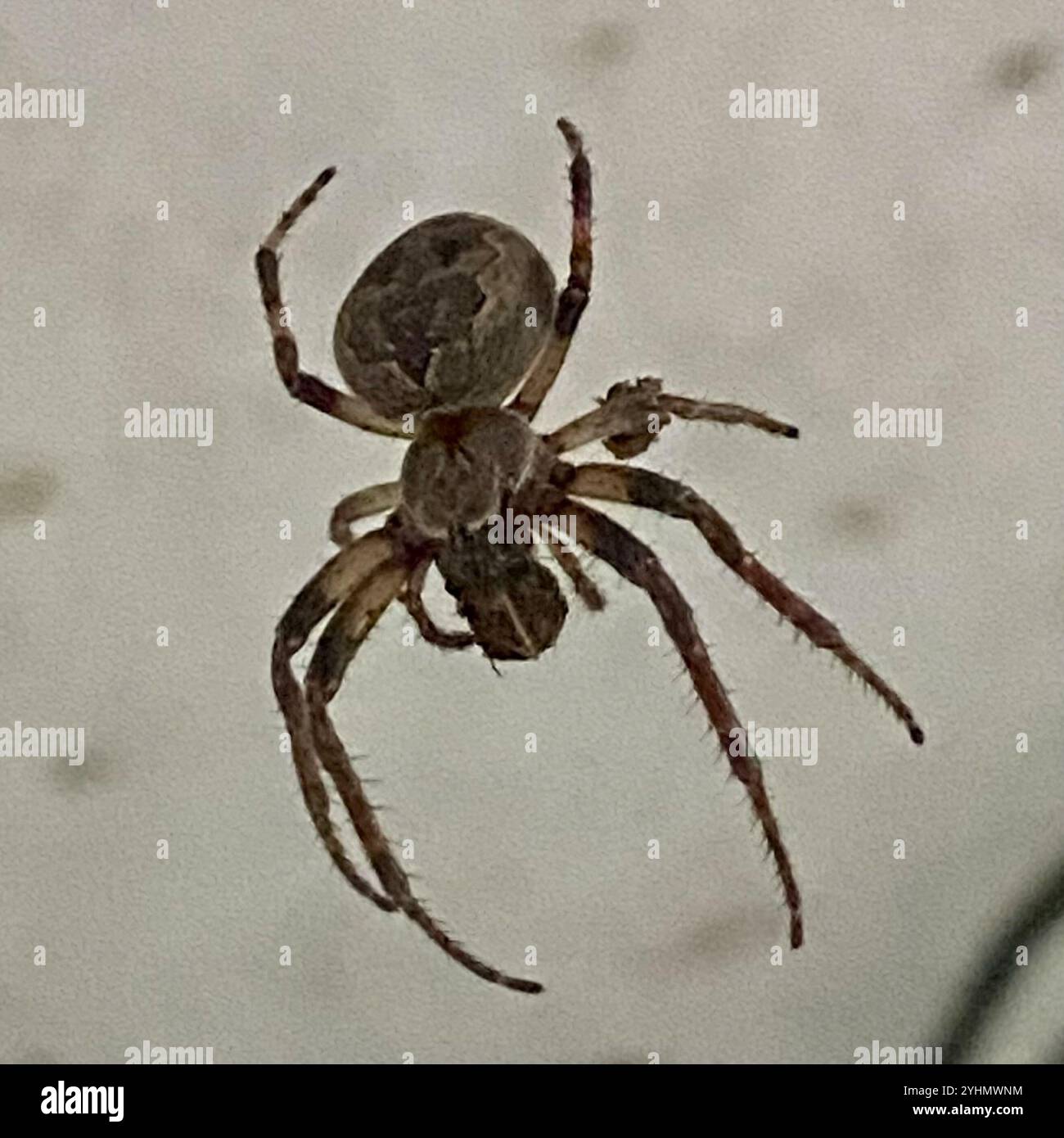 Furrow Spiders (Larinioides Stock Photo - Alamy
