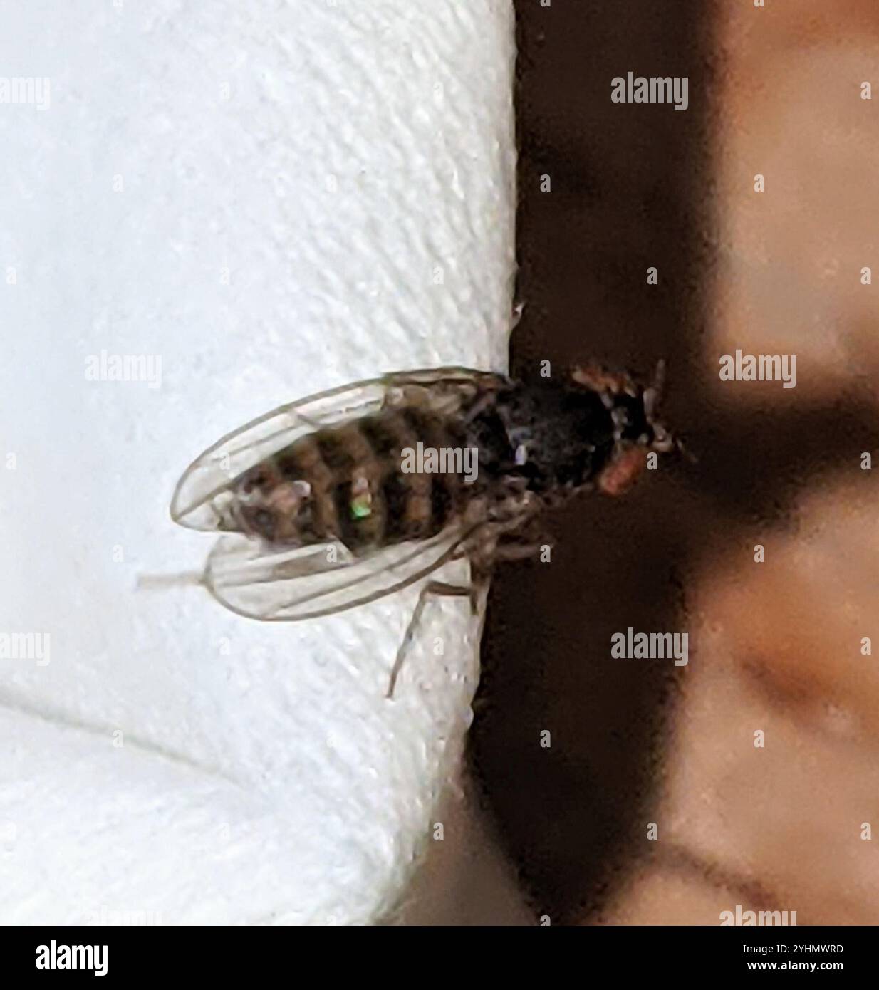 Small Fruit Flies (Drosophila Stock Photo - Alamy