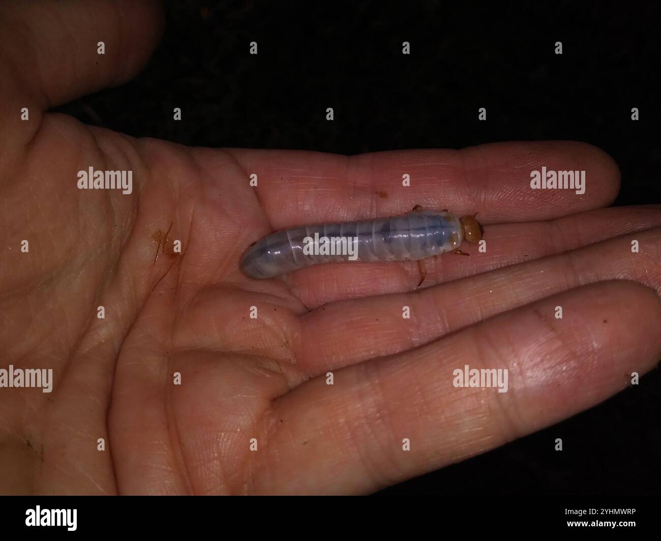 Horned Passalus Beetle (Odontotaenius disjunctus Stock Photo - Alamy