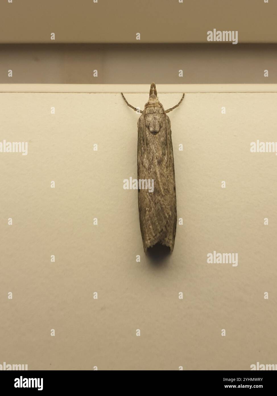 Bee Moth (Aphomia sociella Stock Photo - Alamy