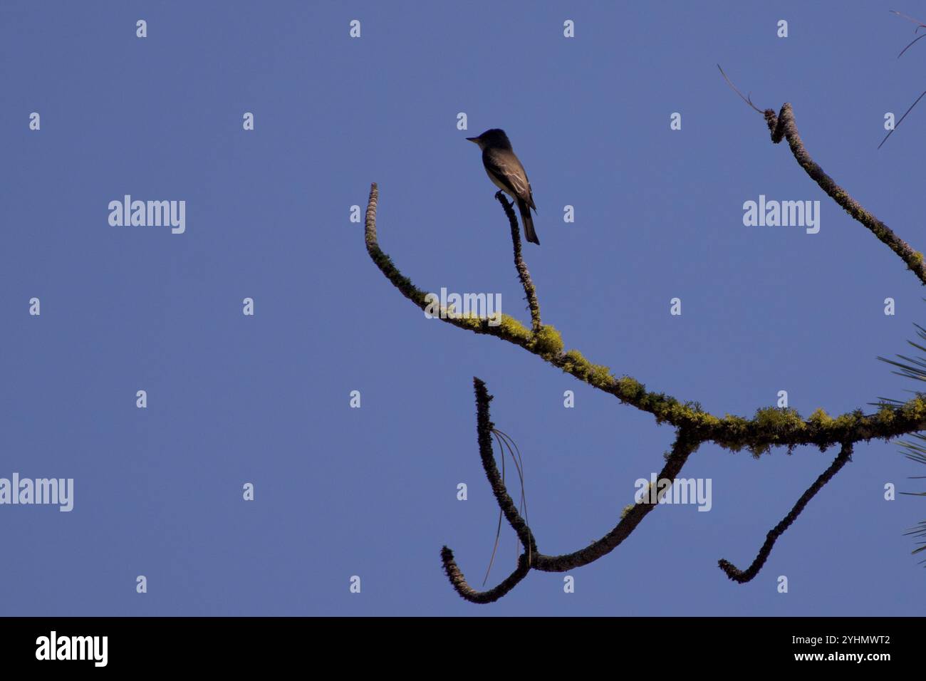 Western Wood-Pewee (Contopus sordidulus Stock Photo - Alamy