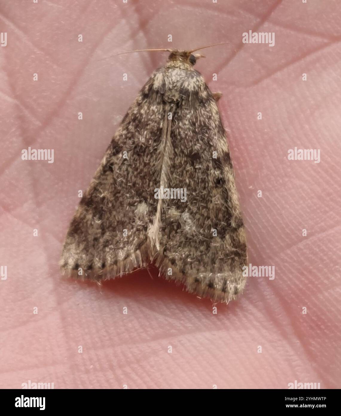 Large Tabby (Aglossa pinguinalis Stock Photo - Alamy