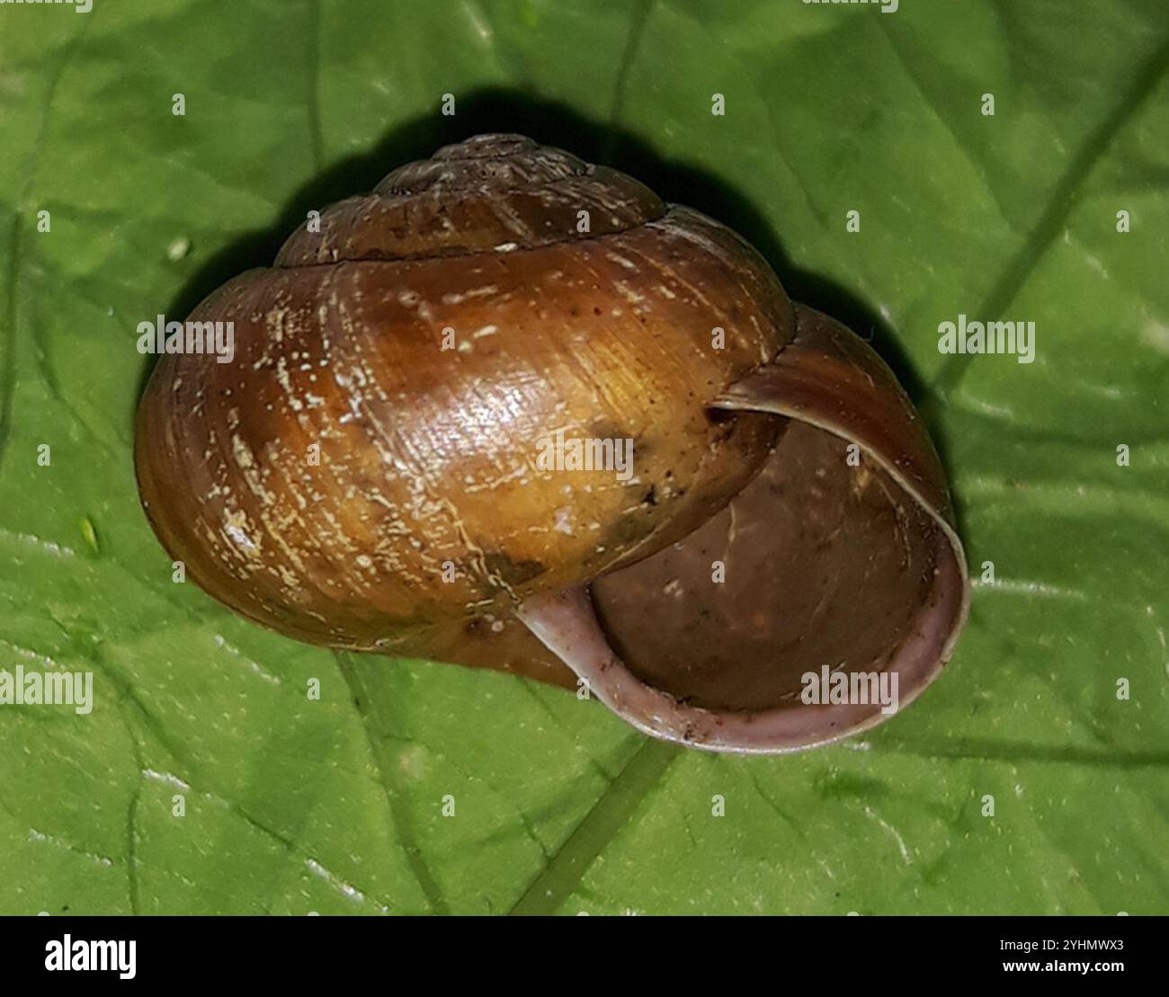 Bush snail fruticicola fruticum hi-res stock photography and images - Alamy