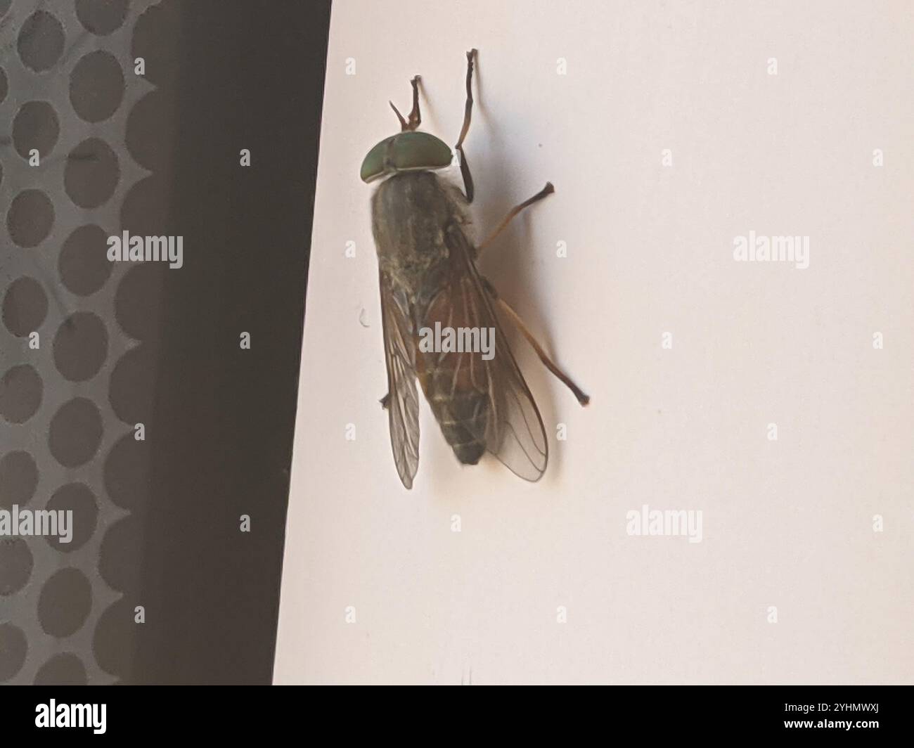 True Horse Flies (Tabanus Stock Photo - Alamy