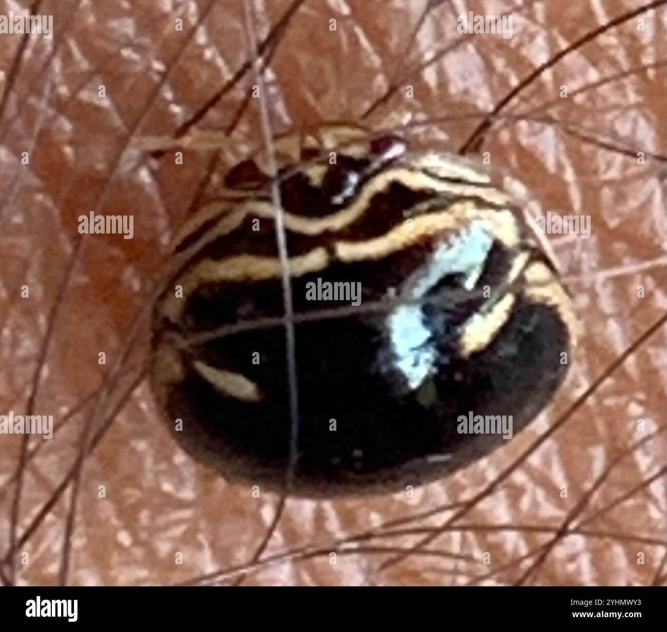 Black Stink Bug (Coptosoma xanthogramma Stock Photo - Alamy