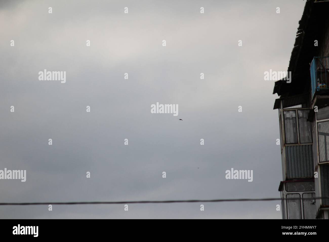 Pacific Swift (Apus pacificus Stock Photo - Alamy