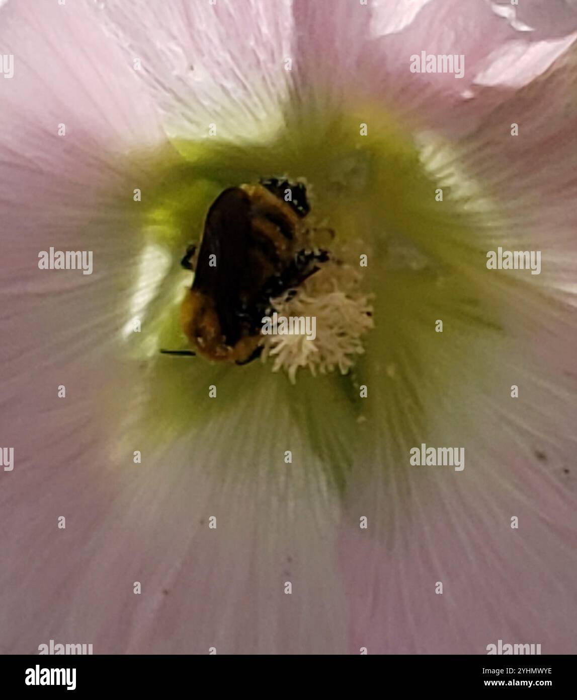 Golden Northern Bumble Bee (Bombus fervidus Stock Photo - Alamy