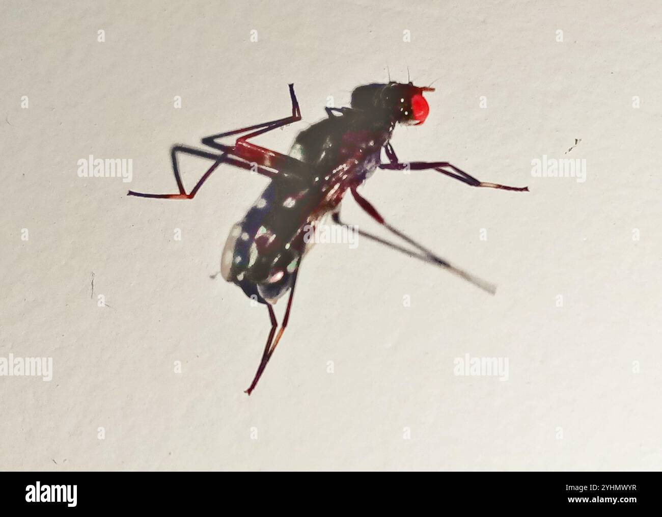 Stilt-legged Flies (Micropezidae Stock Photo - Alamy