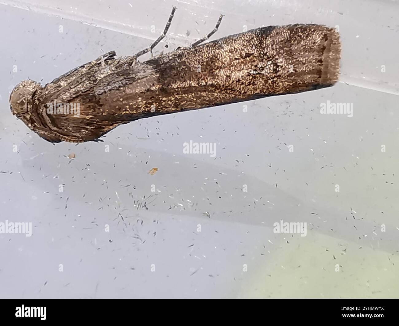 Dotted Oak Knot-horn (Phycita roborella Stock Photo - Alamy