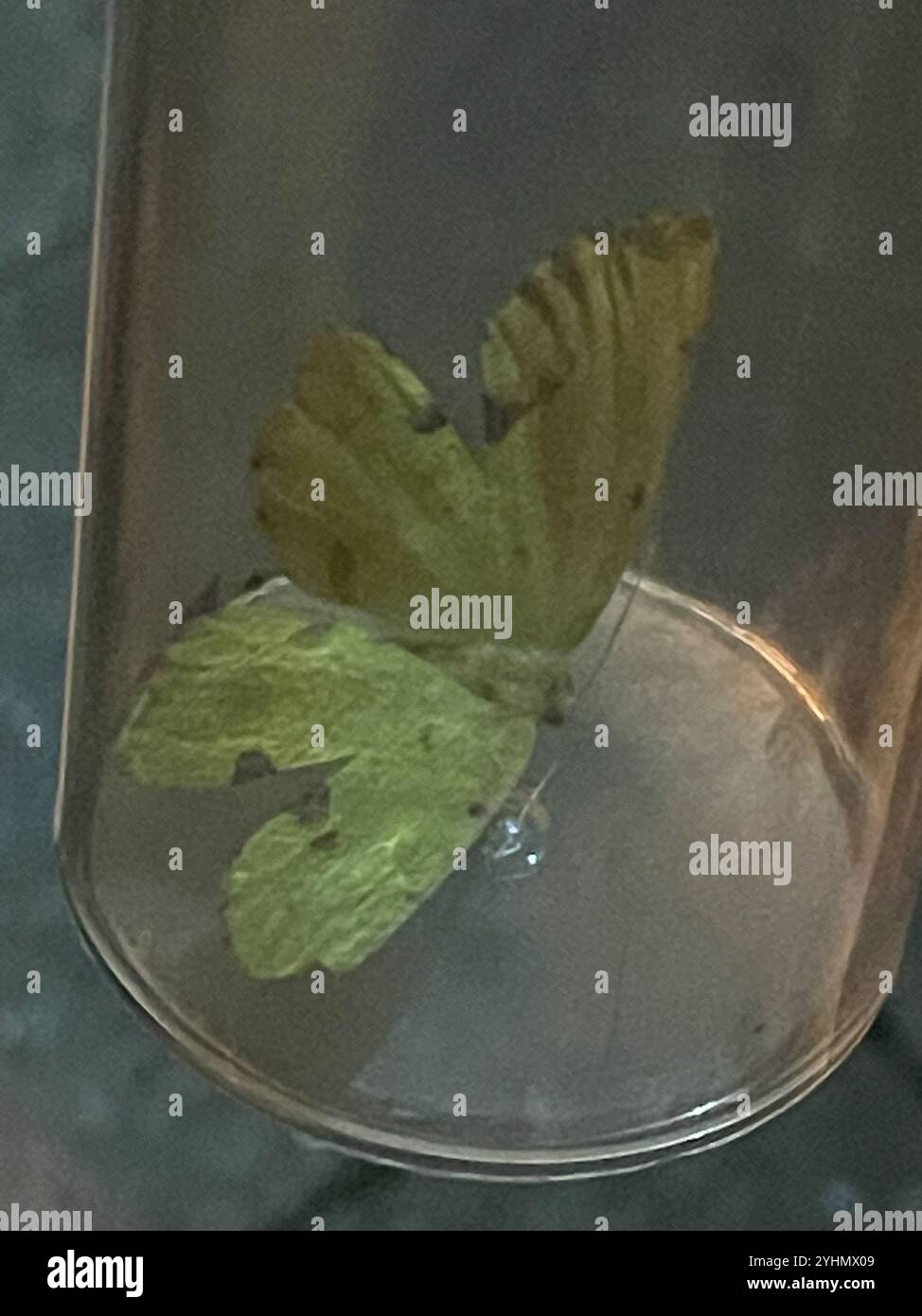 Crocus Geometer Moths (Xanthotype Stock Photo - Alamy