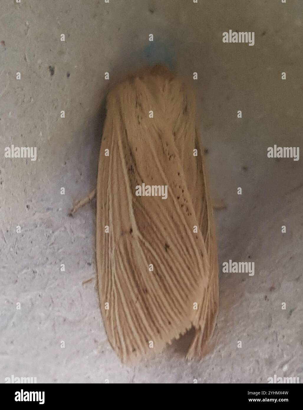 Smoky wainscot hi-res stock photography and images - Alamy