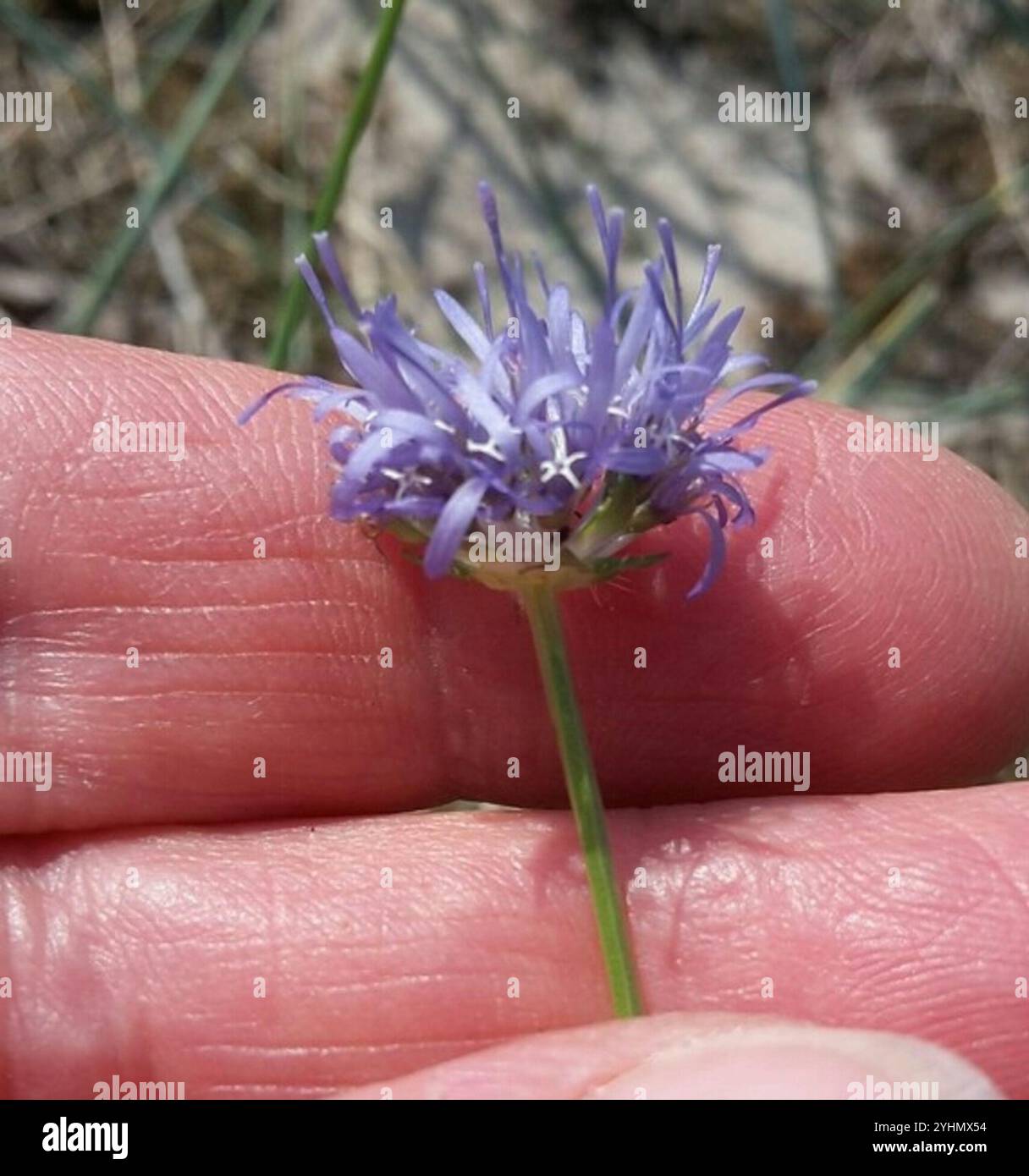 Sheep's-bit (Jasione montana Stock Photo - Alamy