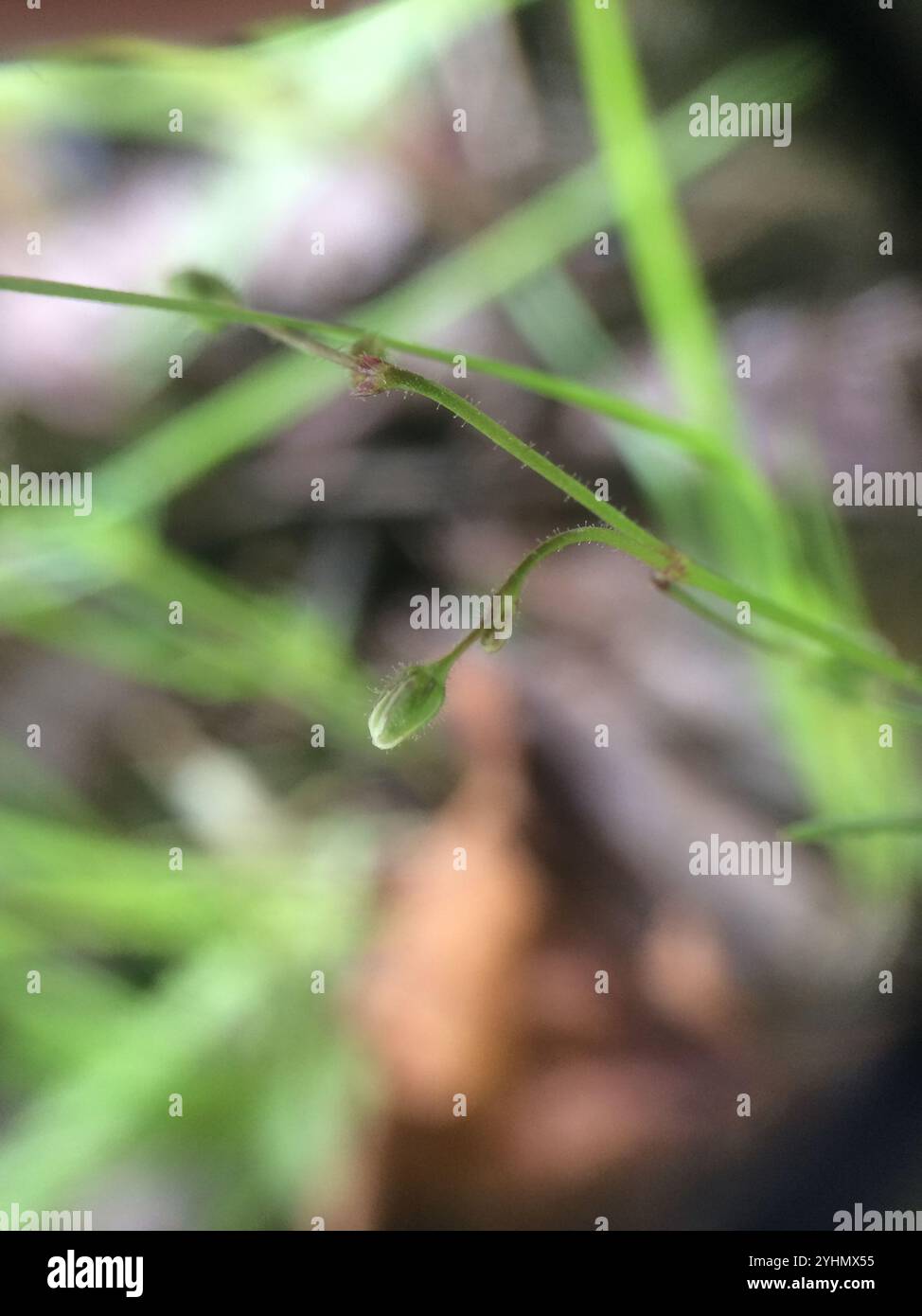 Corn spurrey (Spergula arvensis Stock Photo - Alamy
