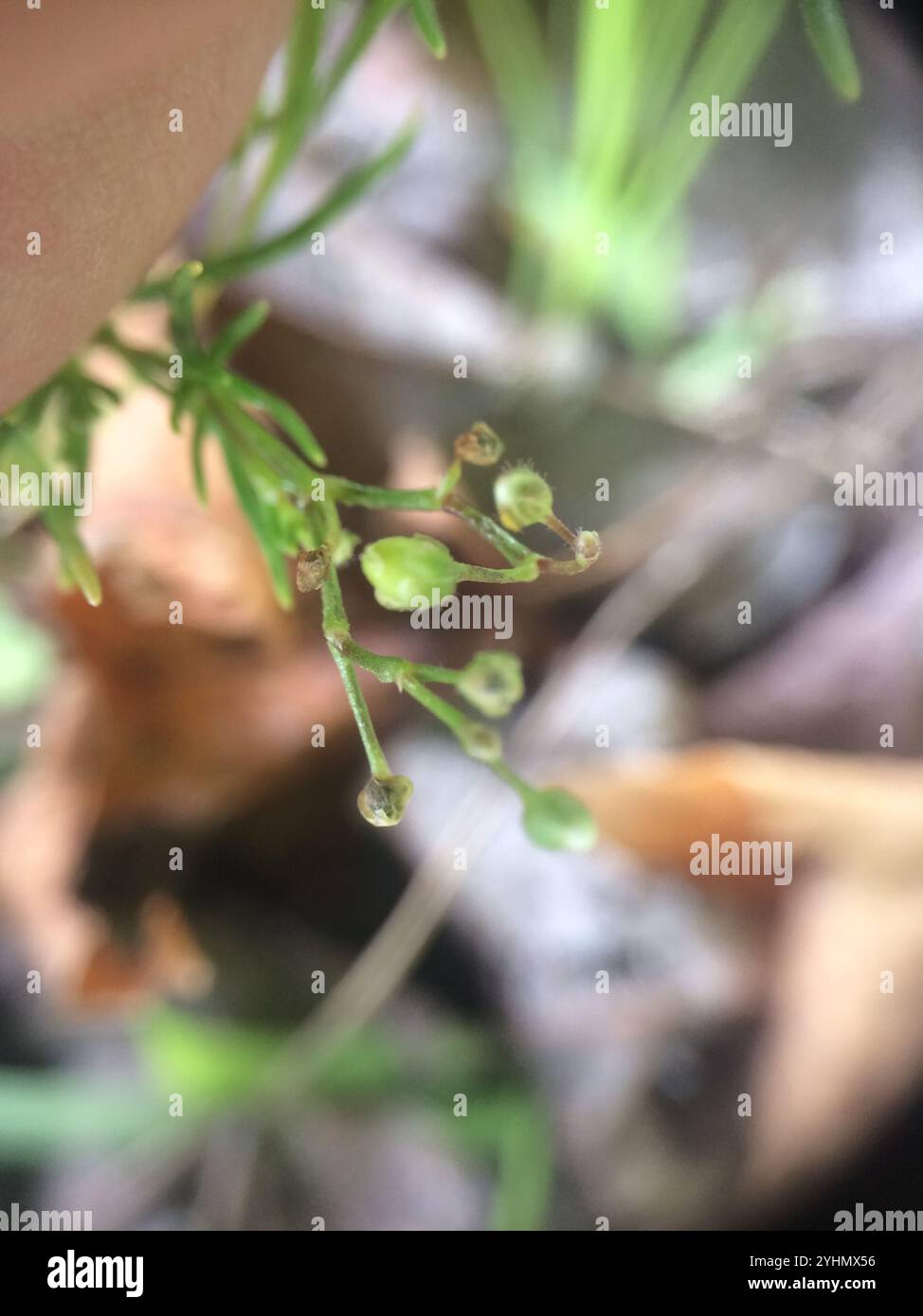 Corn spurrey (Spergula arvensis Stock Photo - Alamy