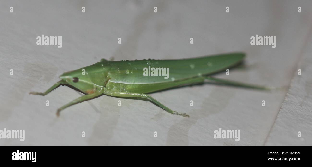 Irritating Grasshopper (Euconocephalus nasutus Stock Photo - Alamy