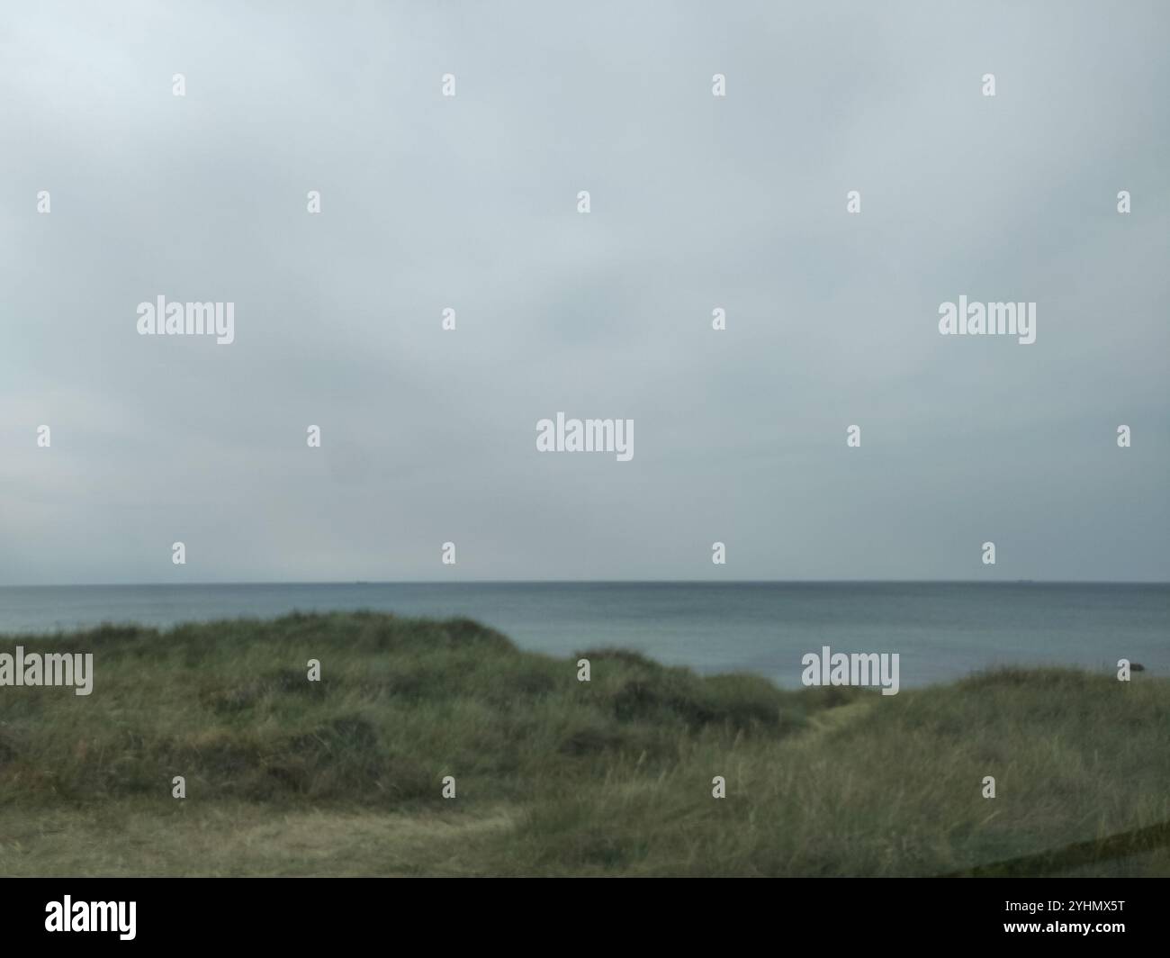 Harbour Porpoise (Phocoena phocoena Stock Photo - Alamy