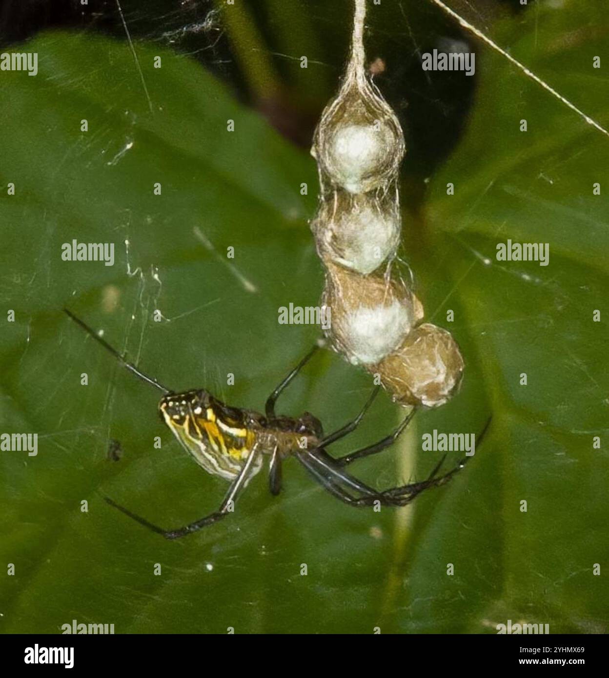 Basilica Orbweaver (Mecynogea lemniscata Stock Photo - Alamy